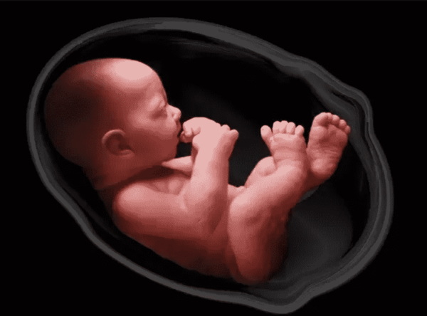 Amazing Things Babies Learn in the Womb – Babiesmata